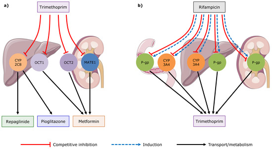 A Physiologically-Based Pharmacokinetic Model of Trimethoprim for MATE1 ...