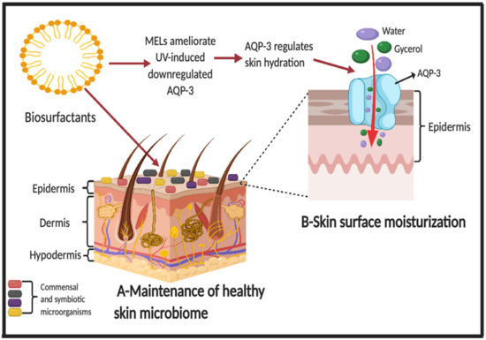 Microbial Biosurfactants in Cosmetic and Personal Skincare ...