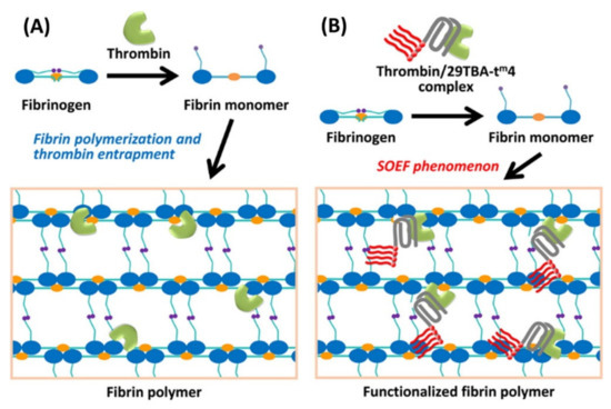 Aptamer-Functionalized Natural Protein-Based Polymers as Innovative ...