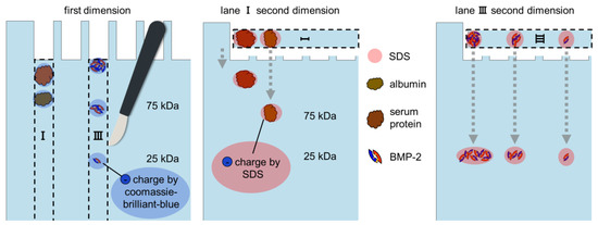 Bone Morphogenetic Protein 2 (BMP-2) Aggregates Can be Solubilized by ...
