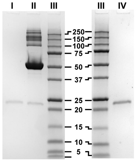 Bone Morphogenetic Protein 2 (BMP-2) Aggregates Can be Solubilized by ...