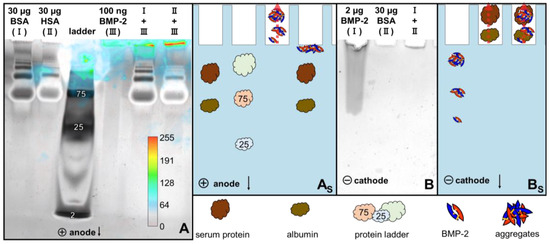 Bone Morphogenetic Protein 2 (BMP-2) Aggregates Can be Solubilized by ...