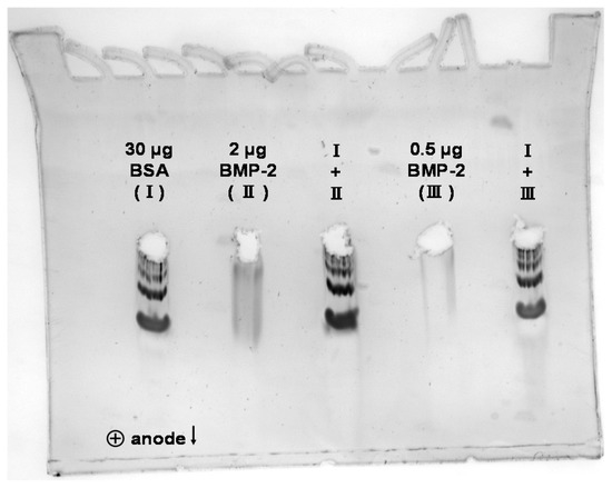 Bone Morphogenetic Protein 2 (BMP-2) Aggregates Can be Solubilized by ...