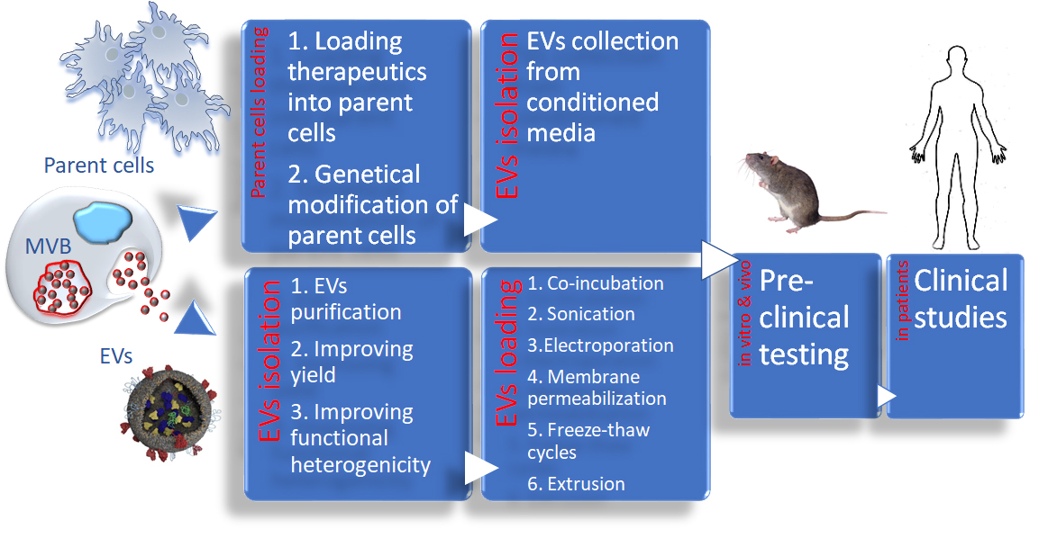 Pharmaceutics | Free Full-Text | Extracellular Vesicle-Based Therapeutics: Preclinical and ...