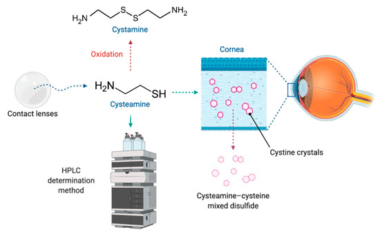 Recent Research in Ocular Cystinosis: Drug Delivery Systems, Cysteamine ...