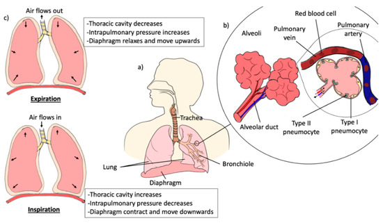 Novel Approaches for the Treatment of Pulmonary Tuberculosis