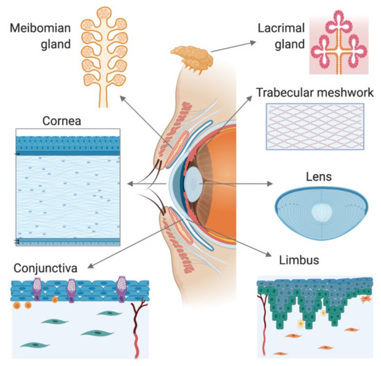 Three-Dimensional Human Cell Culture Models to Study the ...