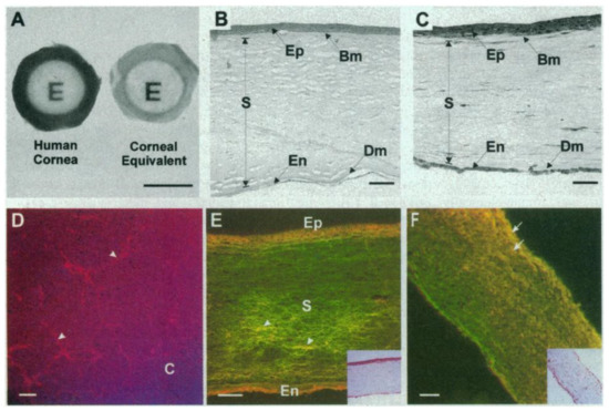 Three-Dimensional Human Cell Culture Models to Study the ...