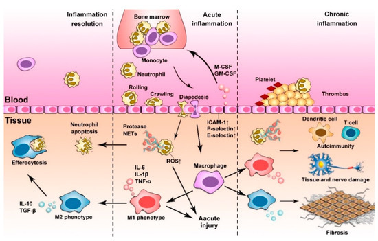 Neutrophils and Macrophages as Targets for Development of ...