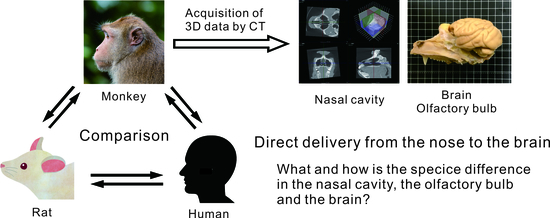 Pharmaceutics | Special Issue : Nose to Brain Delivery (Volume II)