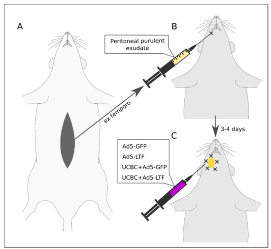 Pharmaceutics | Free Full-Text | Evaluation of Direct and Cell-Mediated ...