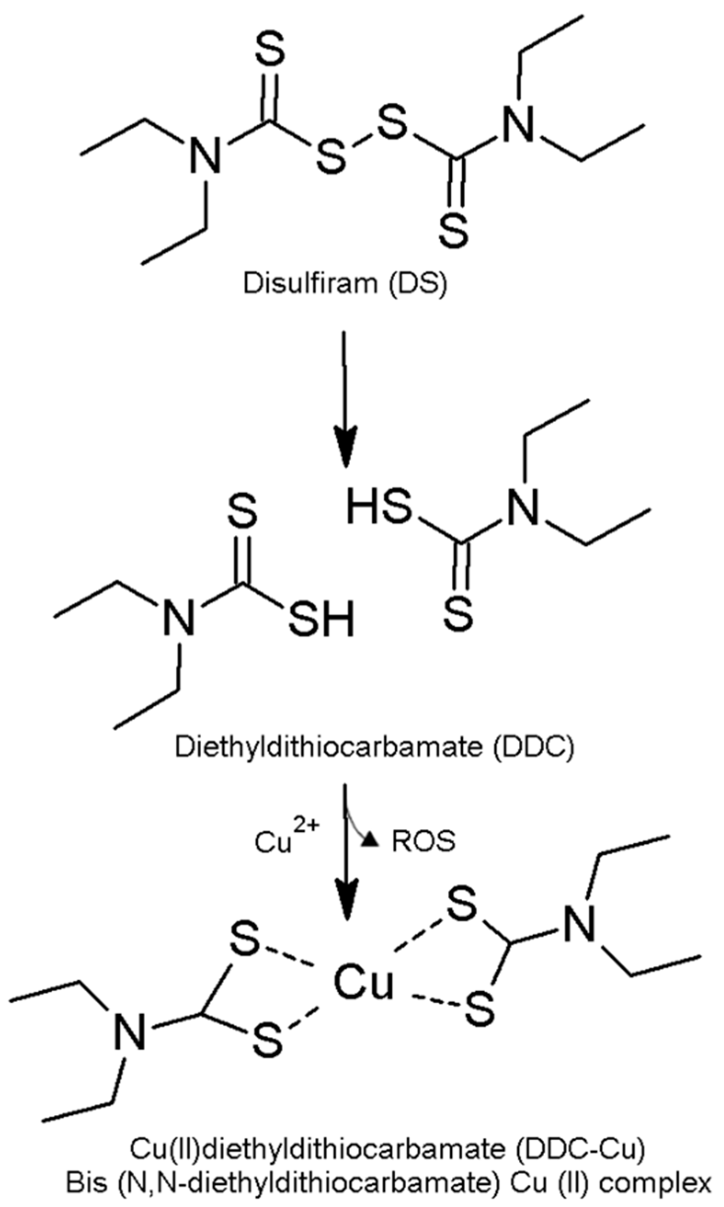 Cyclodextrin Diethyldithiocarbamate Copper II Inclusion Complexes: A ...