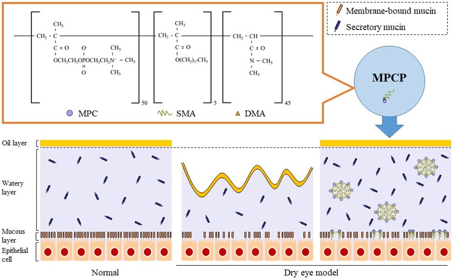 Pharmaceutics | Free Full-Text | MPC Polymer Promotes Recovery from Dry ...