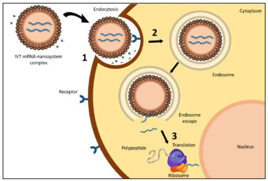 Pharmaceutics | Free Full-Text | Lipid Nanoparticles as Delivery Systems for RNA-Based Vaccines