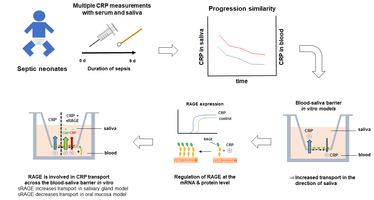 Pharmaceutics | Free Full-Text | Directed Transport of CRP Across In ...