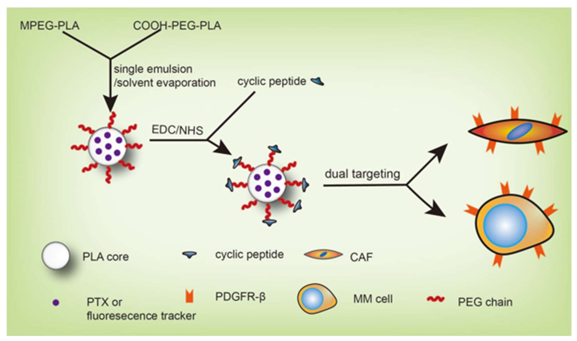 Nanoparticles Dual Targeting Both Myeloma Cells and Cancer-Associated ...