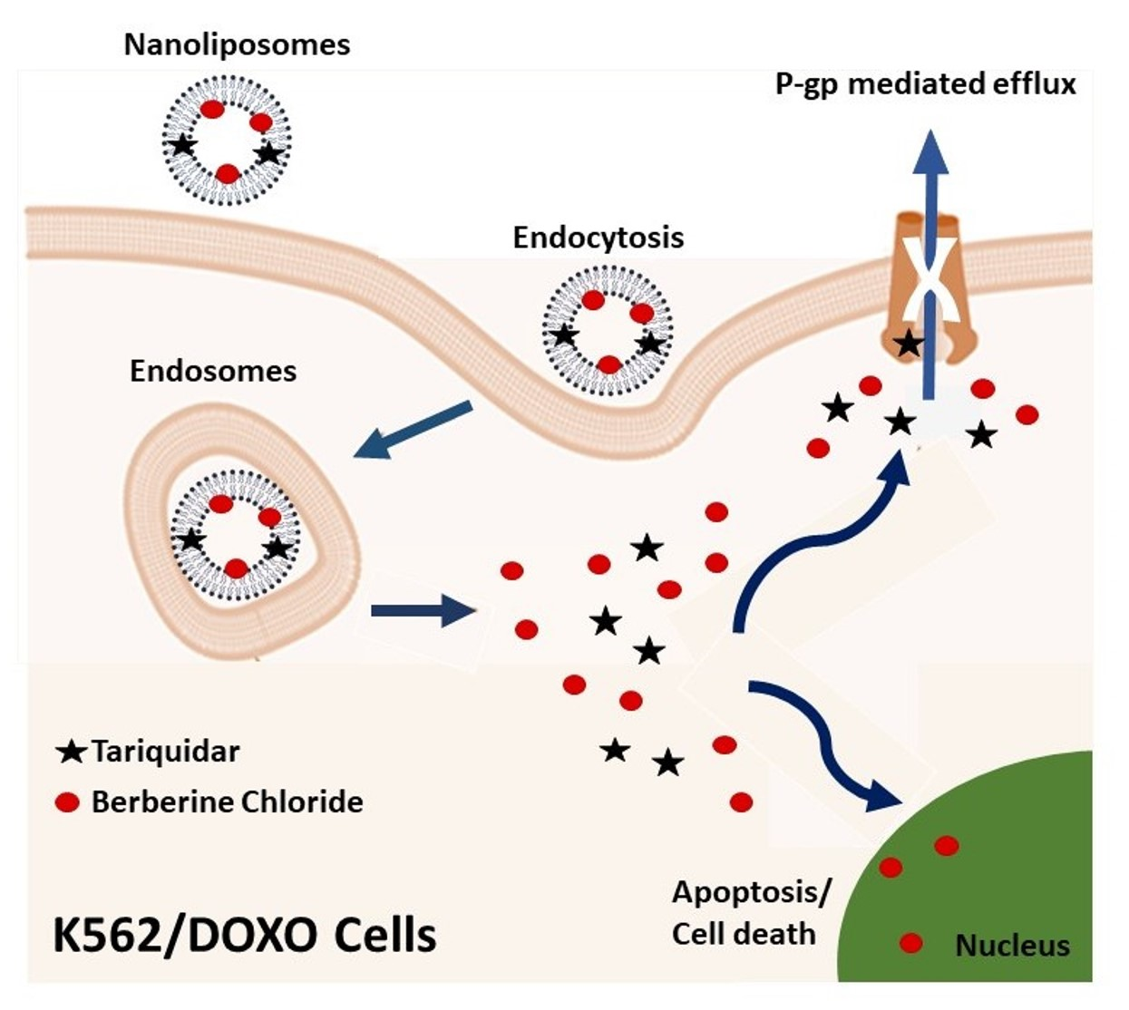 Pharmaceutics | Free Full-Text | Co-Delivery of Berberine Chloride and ...