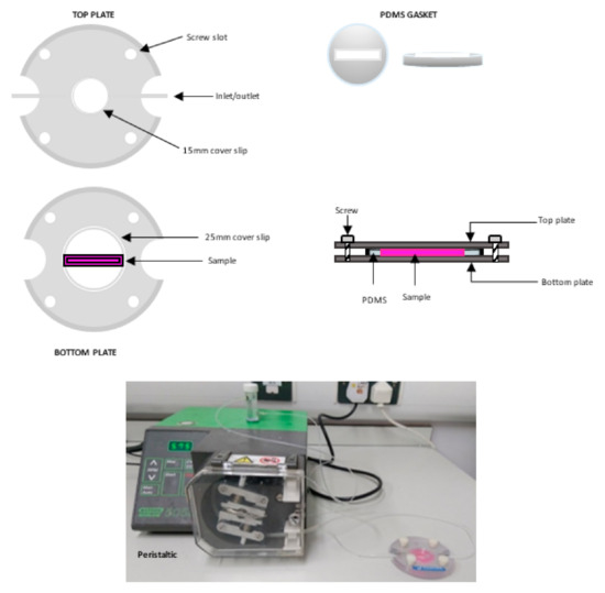 The Combination of Tissue-Engineered Blood Vessel Constructs and ...