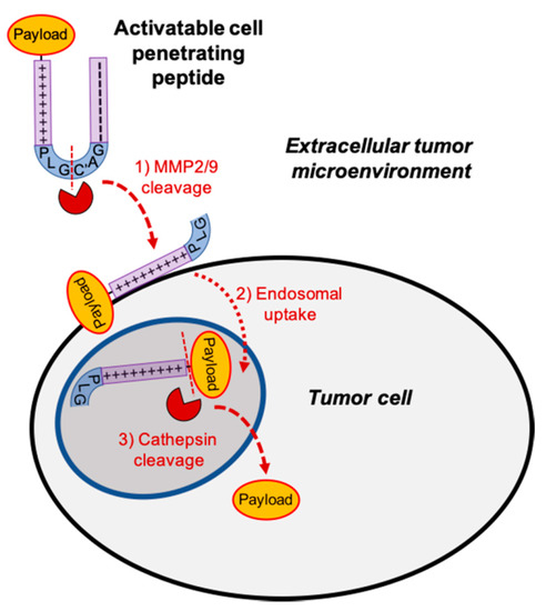 Tumor Activated Cell Penetrating Peptides to Selectively Deliver Immune ...