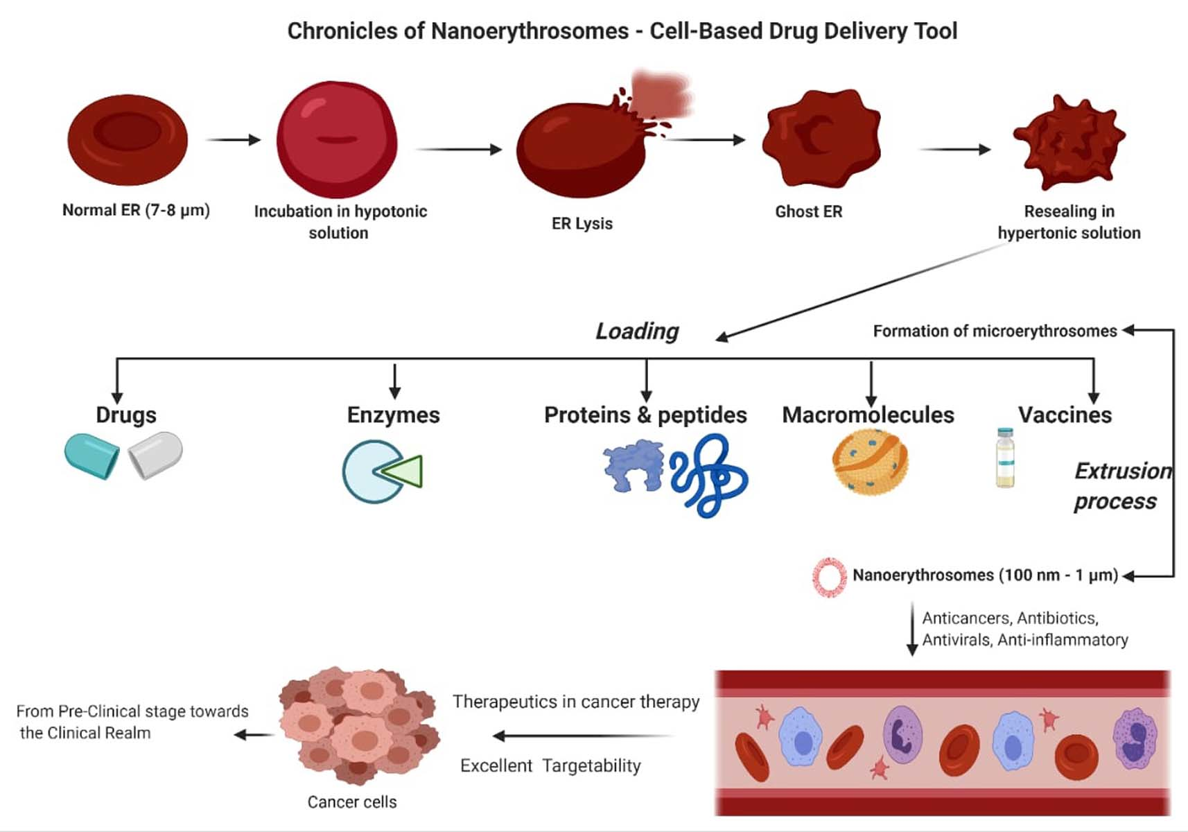 Pharmaceutics | Free Full-Text | Chronicles of Nanoerythrosomes: An ...