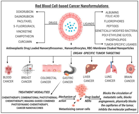 Chronicles of Nanoerythrosomes: An Erythrocyte-Based Biomimetic Smart ...