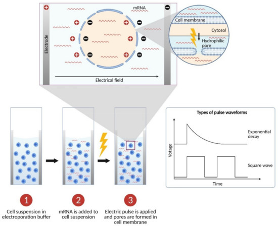 The Ins and Outs of Messenger RNA Electroporation for Physical Gene ...