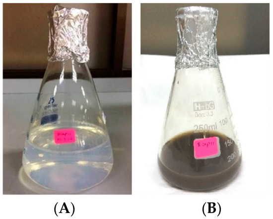 Endophytic Bacteria Enterobacter hormaechei Fabricated Silver ...