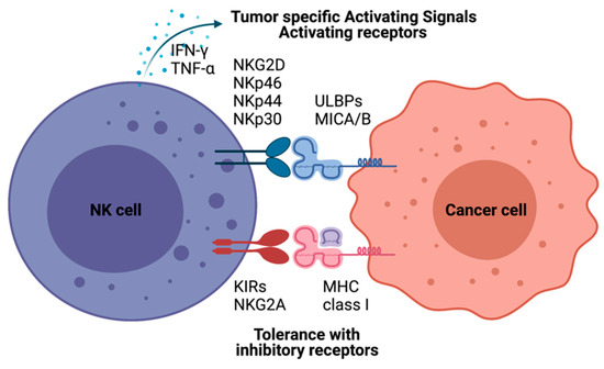 Pharmaceutics | Free Full-Text | Recent Advances to Augment NK Cell Cancer Immunotherapy Using ...