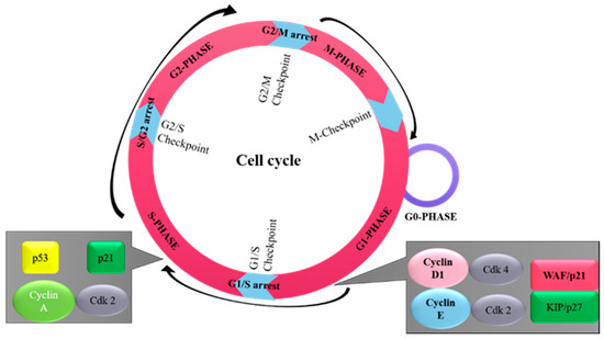 Oncogenic and Tumor Suppressive Components of the Cell Cycle in Breast ...