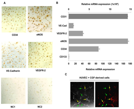 Angiogenic Properties of Concentrated Growth Factors (CGFs): The Role ...