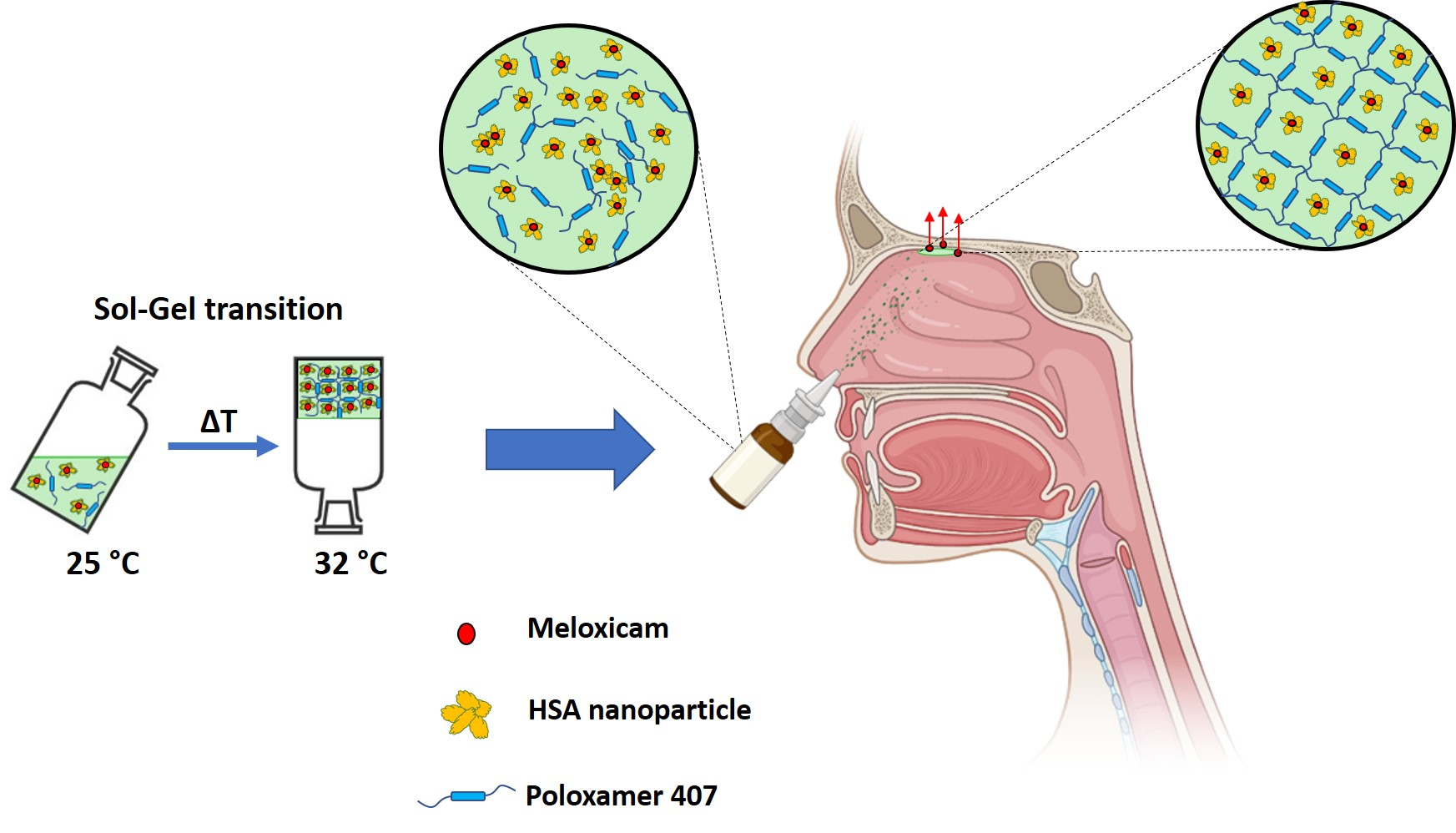 Pharmaceutics | Free Full-Text | Development of In Situ Gelling ...