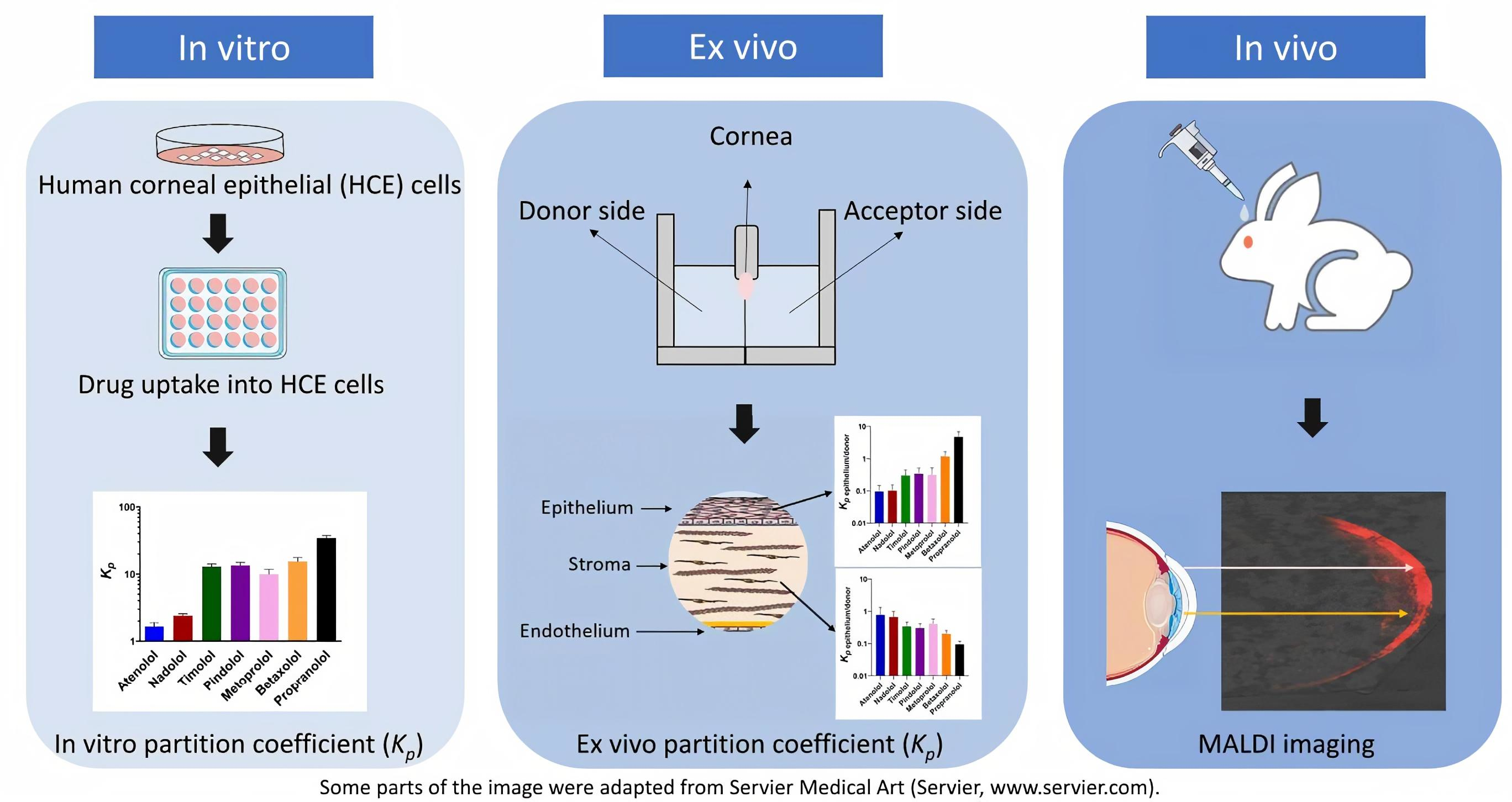 Pharmaceutics | Free Full-Text | Partitioning and Spatial Distribution ...