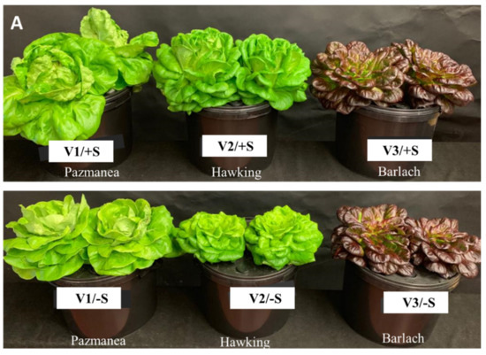 Comparative Metabolite Profile, Biological Activity and Overall Quality ...