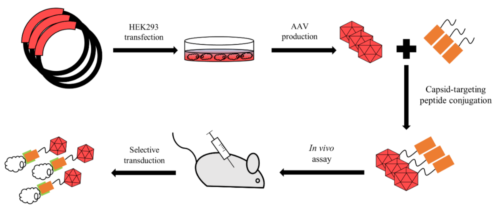 Pharmaceutics | Free Full-Text | Next Step in Gene Delivery: Modern ...