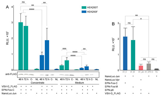 Reprogramming Extracellular Vesicles for Protein Therapeutics Delivery