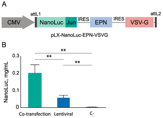 Reprogramming Extracellular Vesicles for Protein Therapeutics Delivery