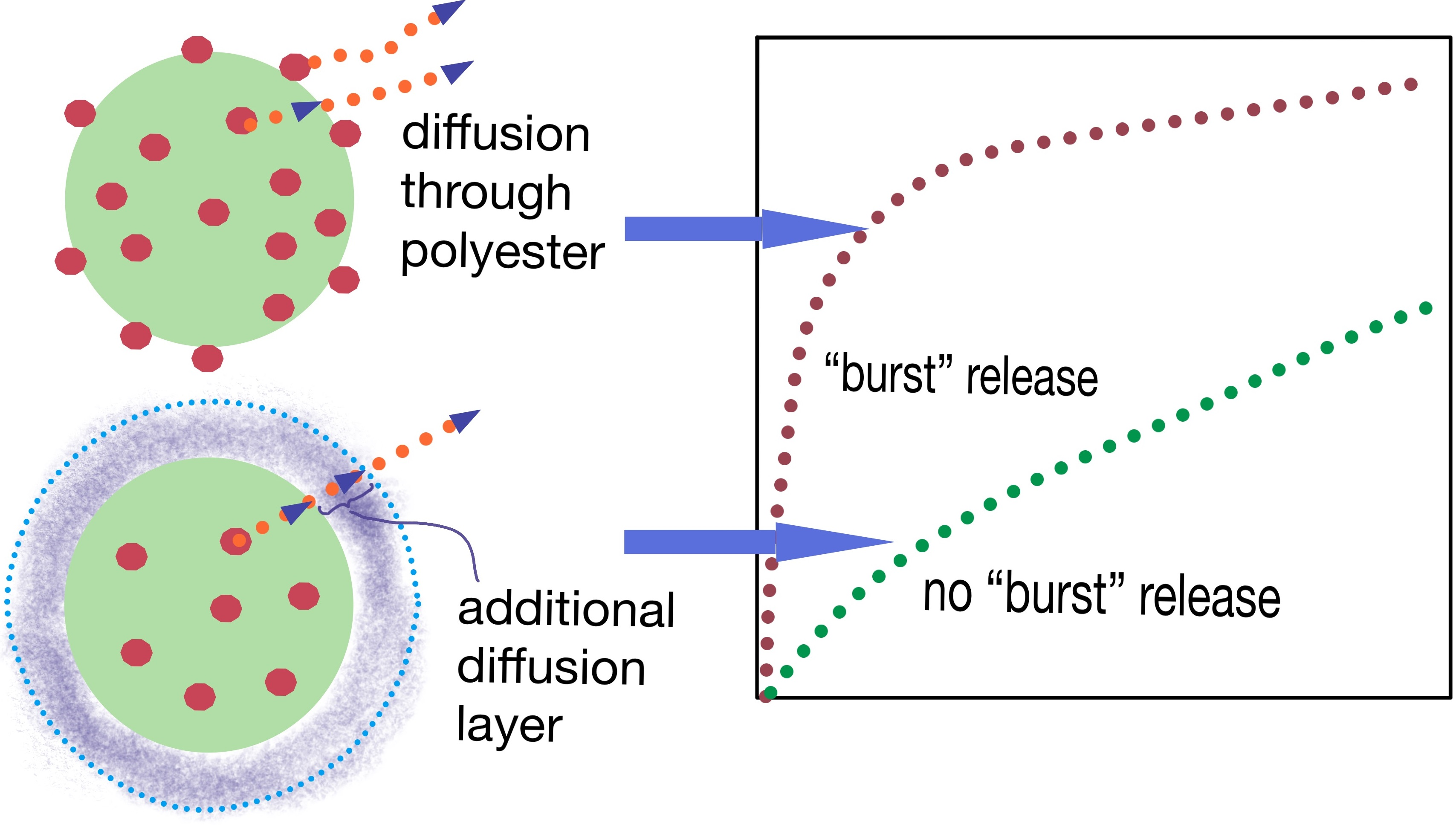 Pharmaceutics | Free Full-Text | Effect of Poly(L-lysine) and Heparin ...