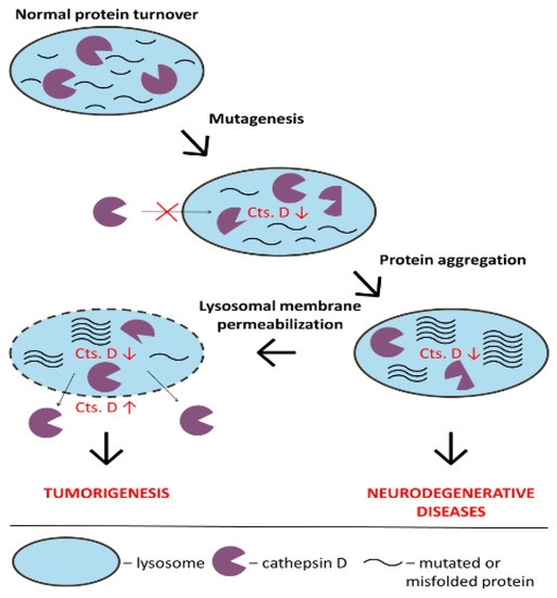 Cathepsin D—Managing the Delicate Balance