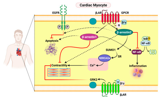 Beta-Arrestins in the Treatment of Heart Failure Related to Hypertension: A Comprehensive Review