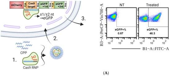 Efficient Peptide-Mediated In Vitro Delivery of Cas9 RNP
