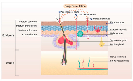 Pharmaceutics | Free Full-Text | Transdermal Delivery of ...