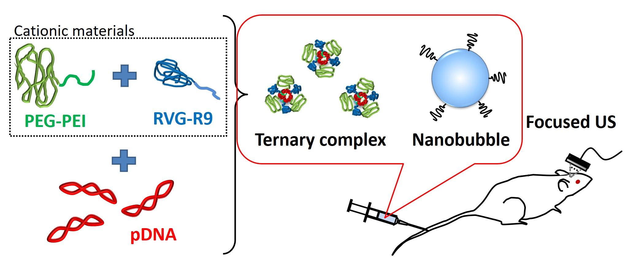 Pharmaceutics | Free Full-Text | Ternary Complexes of pDNA, Neuron ...