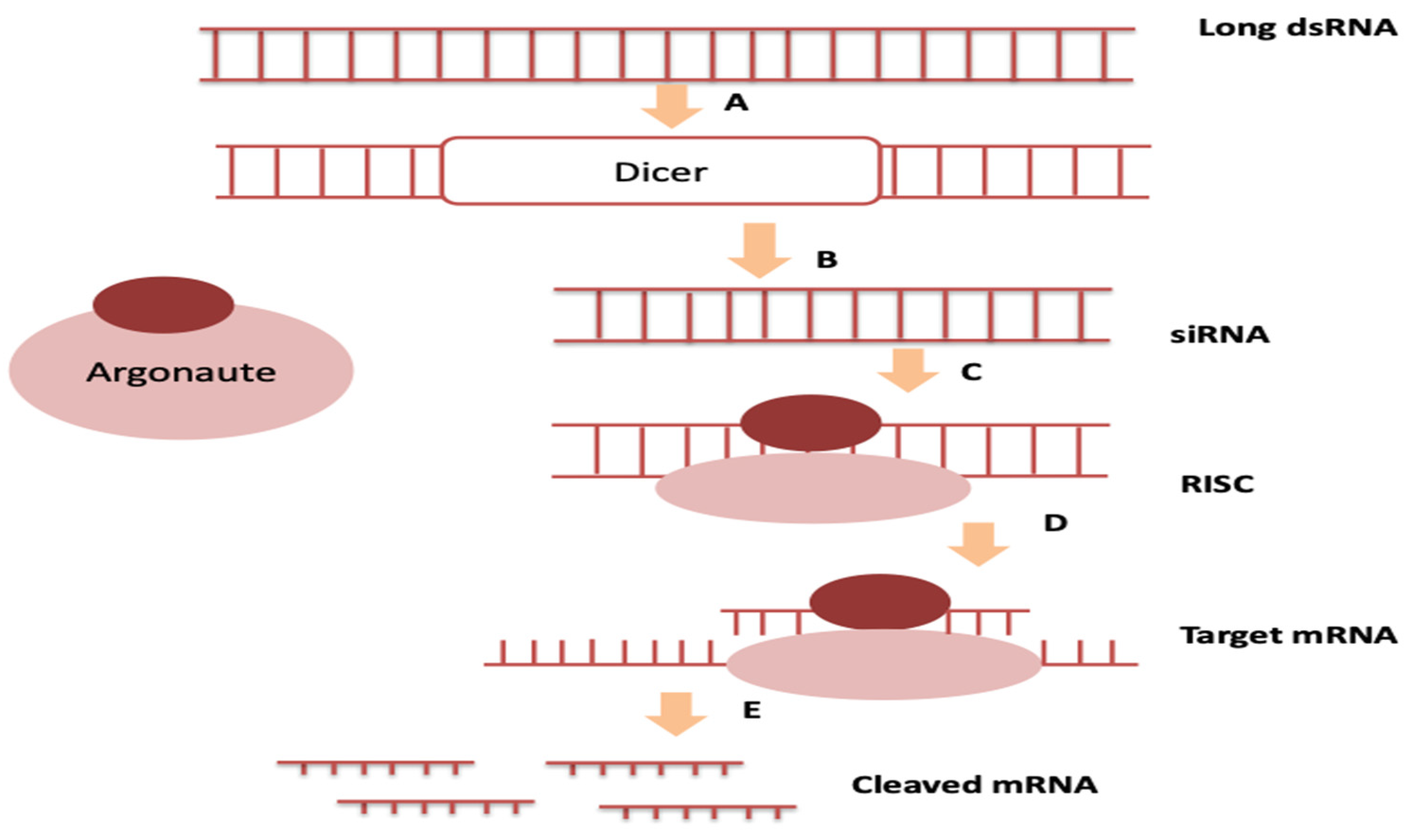 Clinical Advances of siRNA-Based Nanotherapeutics for Cancer Treatment