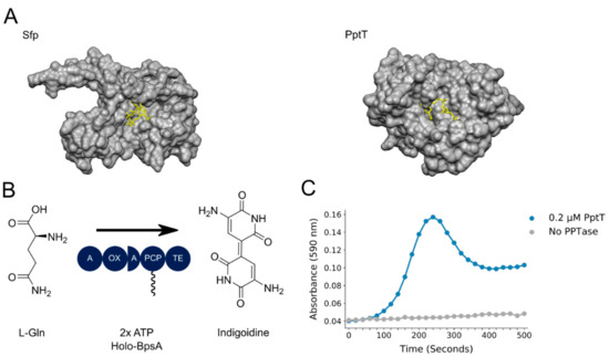 Inhibition of Indigoidine Synthesis as a High-Throughput Colourimetric ...