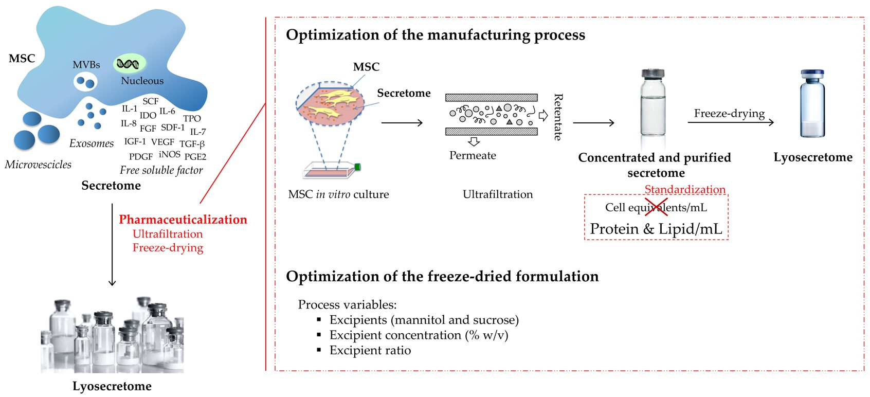 Pharmaceutics | Free Full-Text | Freeze-Dried Mesenchymal Stem Cell ...