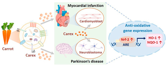 Antioxidative Effects of Carrot-Derived Nanovesicles in Cardiomyoblast ...