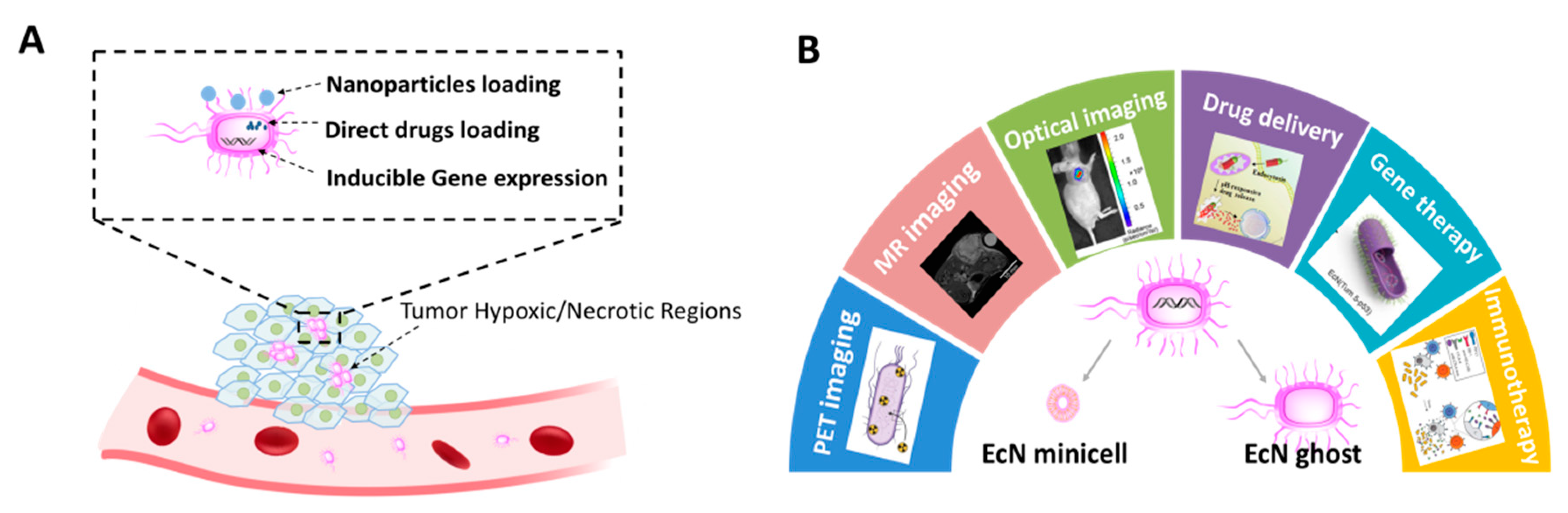 Escherichiacoli Nissle 1917 as a Novel Microrobot for Tumor-Targeted Imaging and Therapy