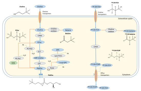 Pharmaceutics | Free Full-Text | Consideration of Metabolite Efflux in ...