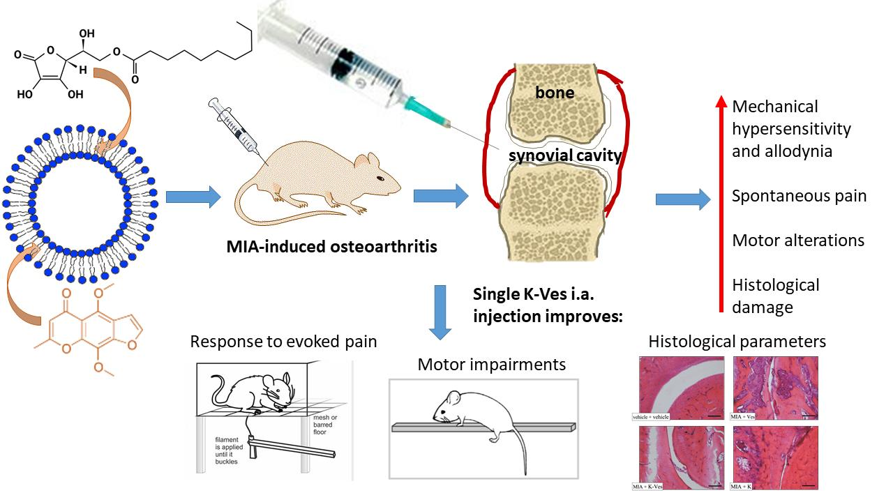 Pharmaceutics | Free Full-Text | The Anti-Arthritic Efficacy of Khellin ...