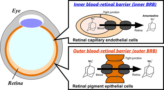 Pharmaceutics | Free Full-Text | Comprehensive Evidence of Carrier ...